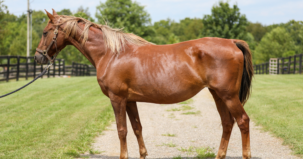 Ember @ My Right Horse