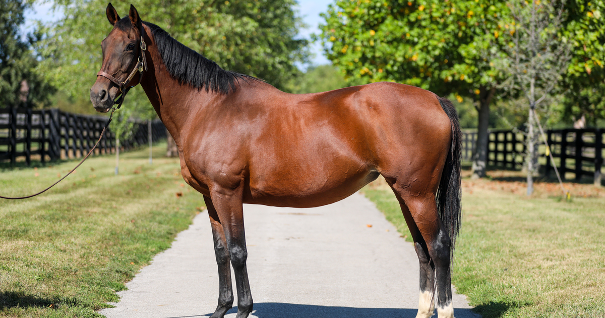 Dixieland Daisy @ My Right Horse