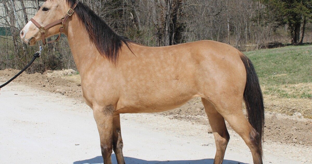 Dandy @ My Right Horse