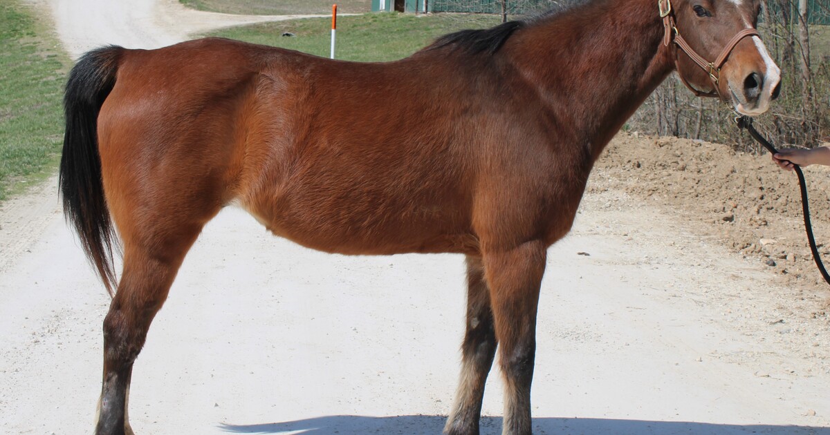 Mable @ My Right Horse