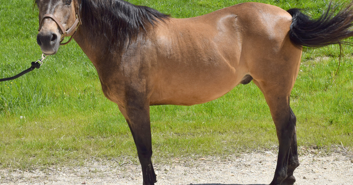 Xanthus @ My Right Horse