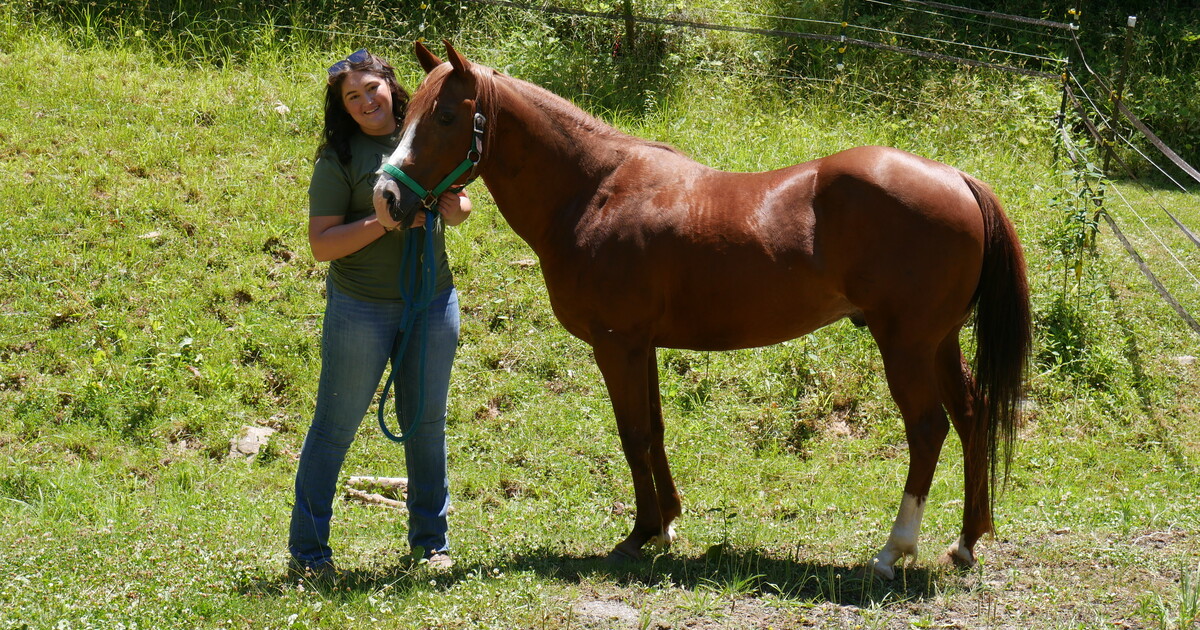 Contact West Virginia Horse Network