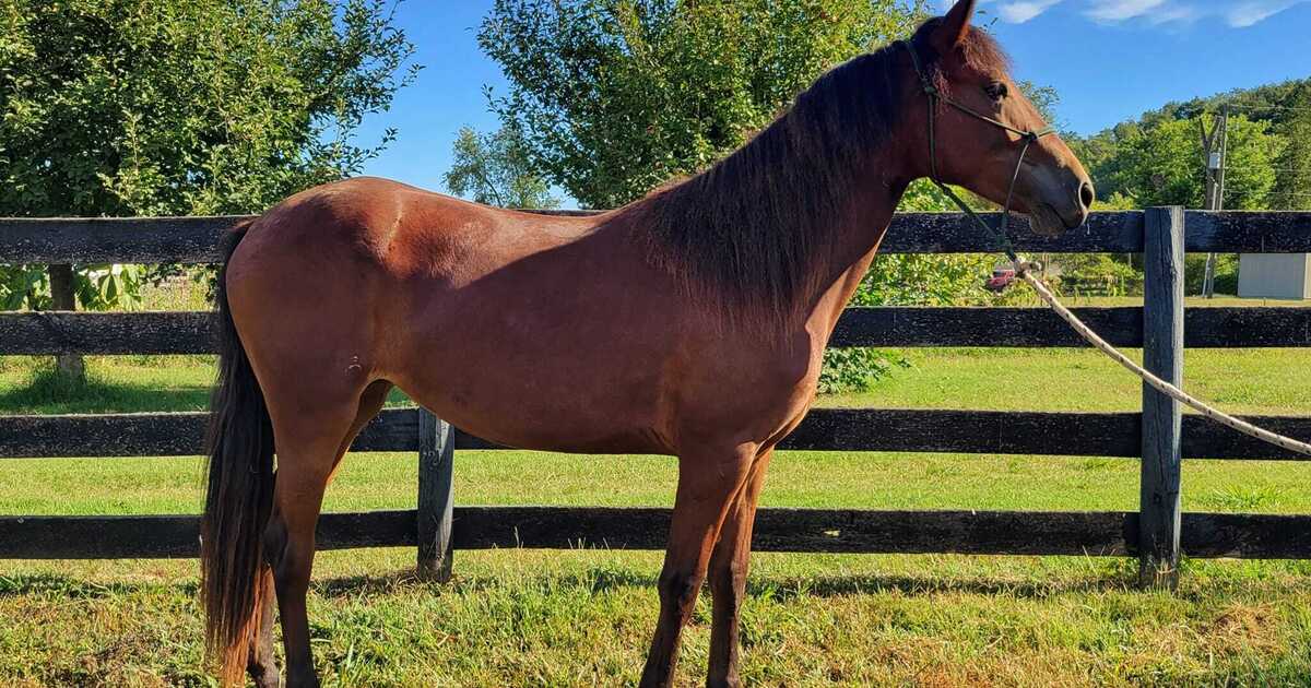 Dawn @ My Right Horse