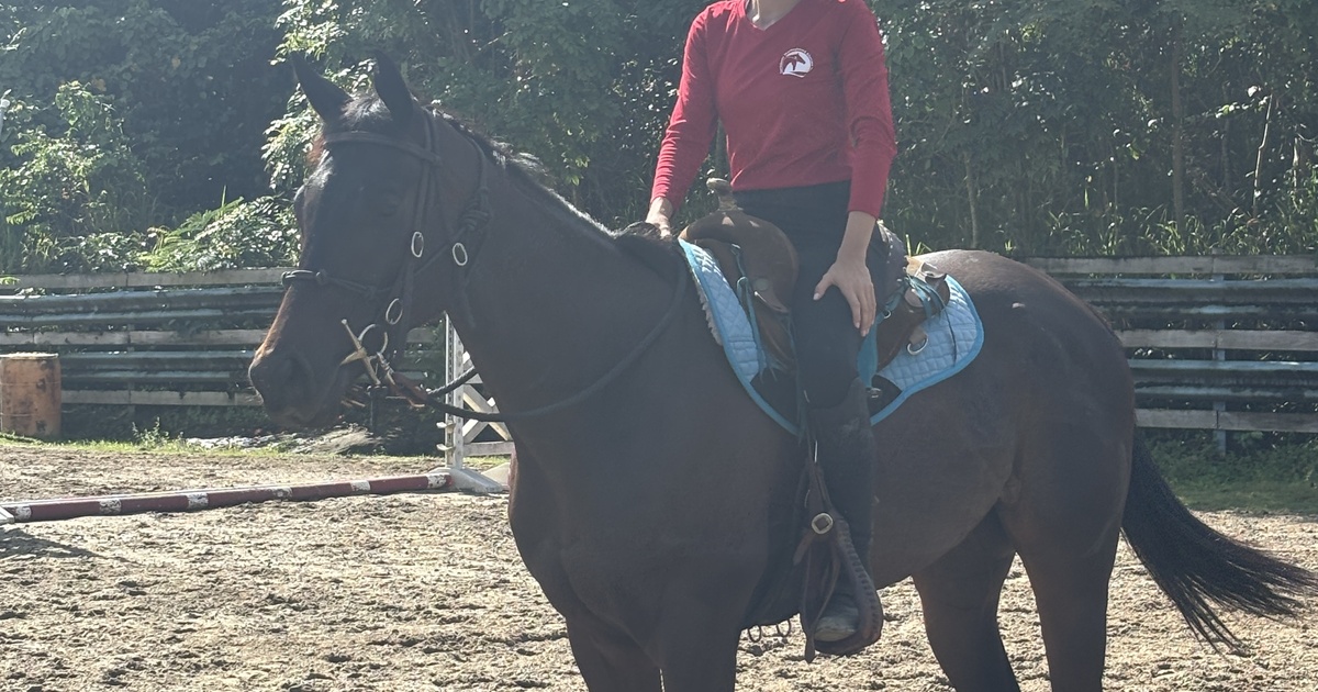 Saltina (Available in Puerto Rico Only) @ My Right Horse