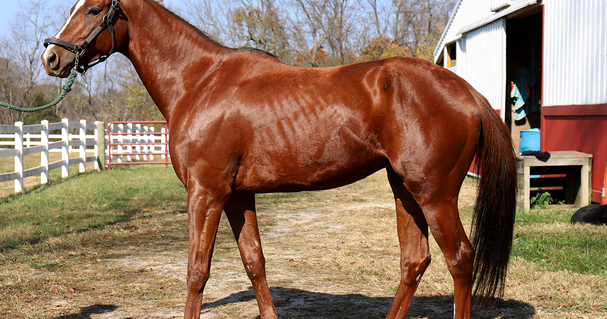 Imploding @ My Right Horse