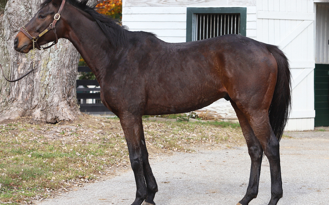 Search listings | My Right Horse
