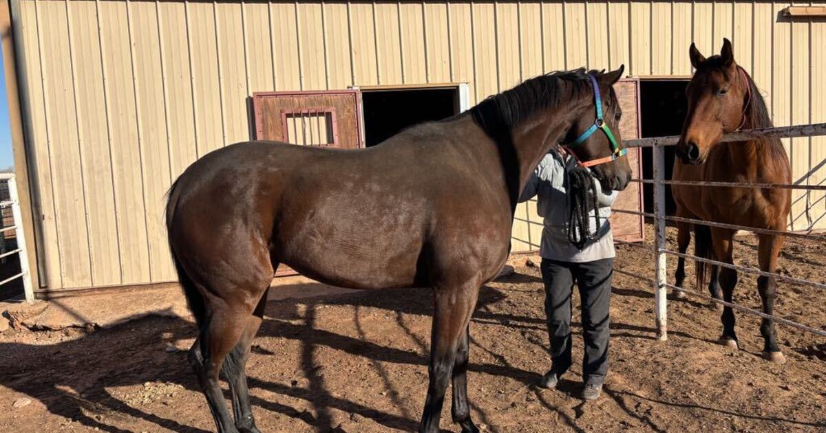 True Dominus @ My Right Horse