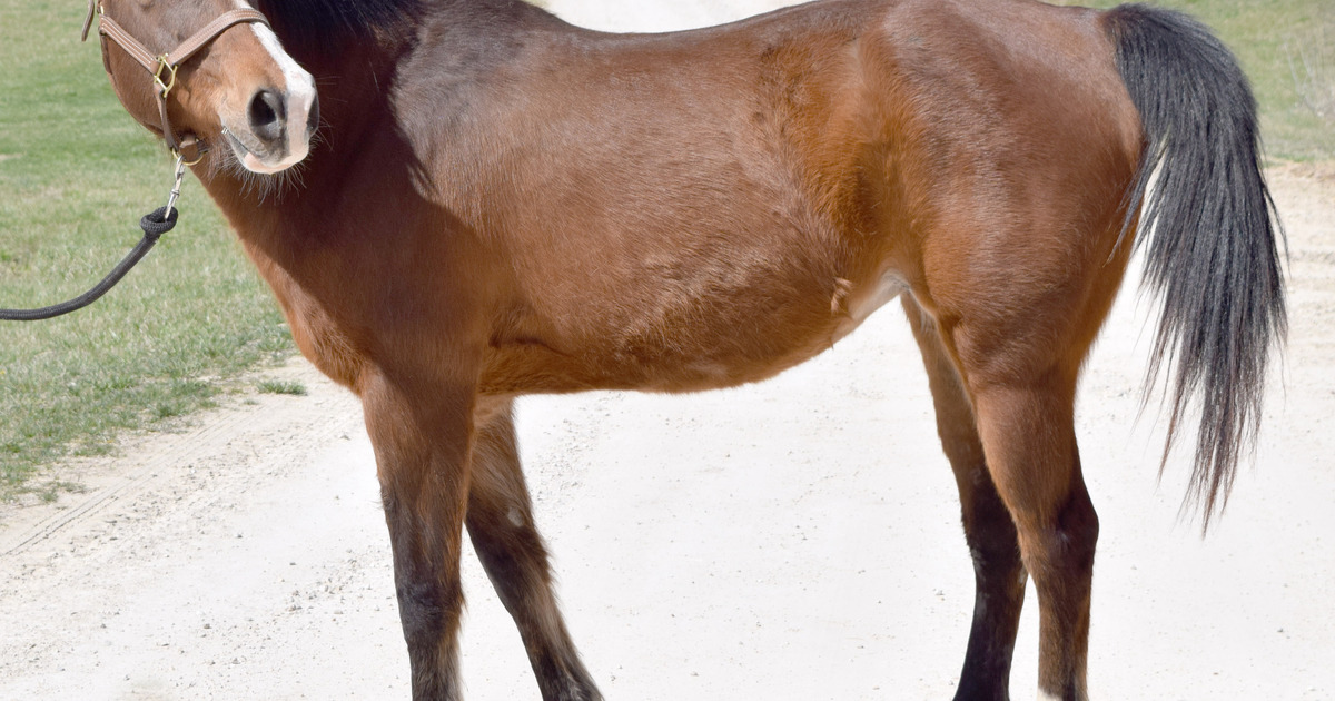 Mable @ My Right Horse