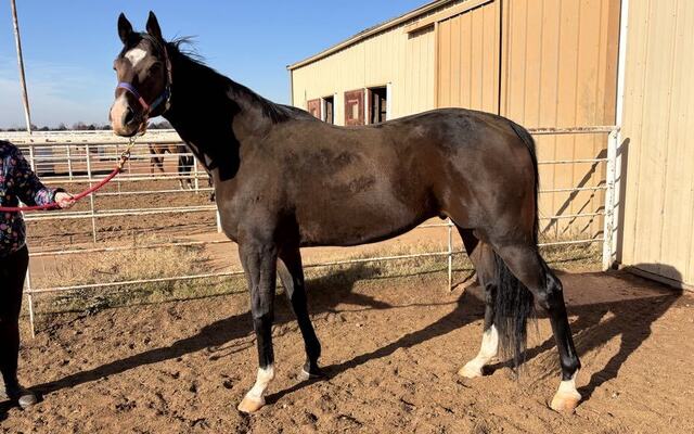 Contact Horse and Hound Rescue Foundation | My Right Horse