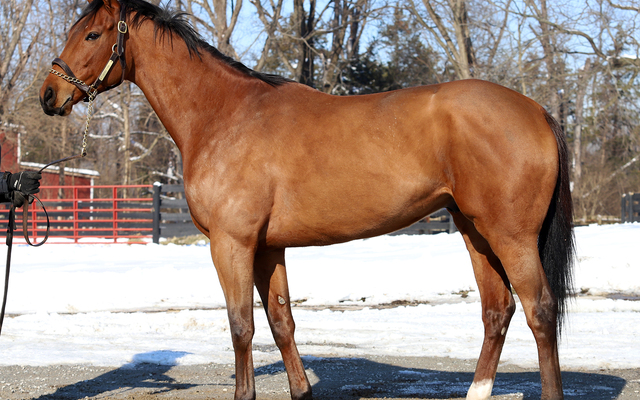 Search listings | My Right Horse