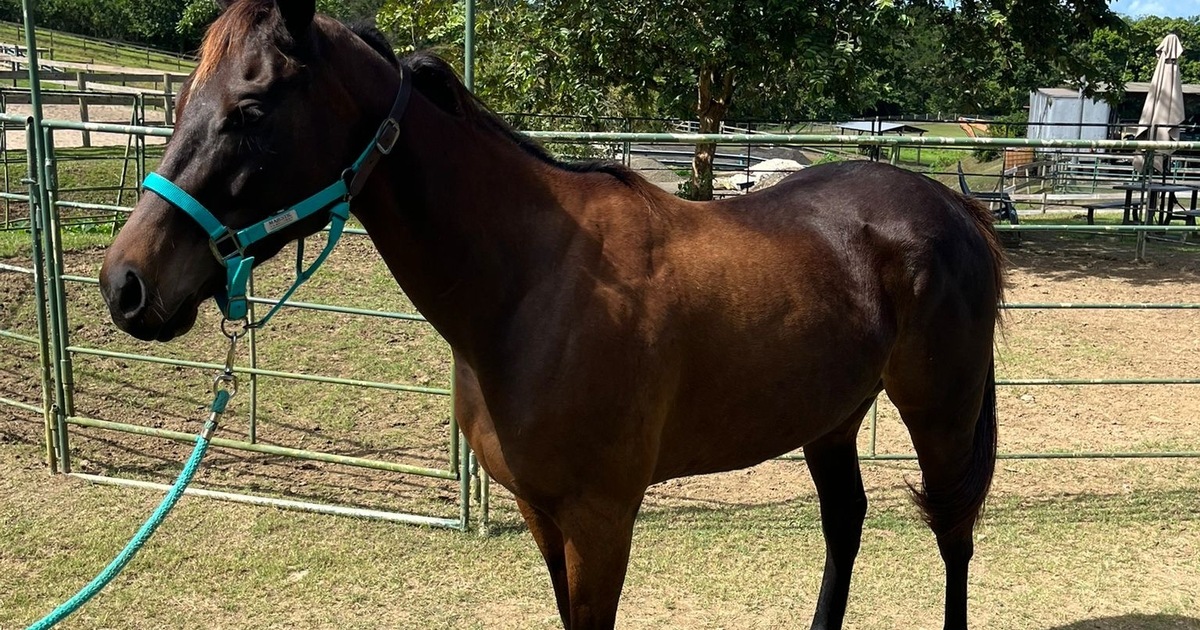Saltina (Available in Puerto Rico Only) @ My Right Horse