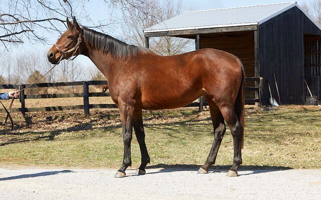 Search listings | My Right Horse