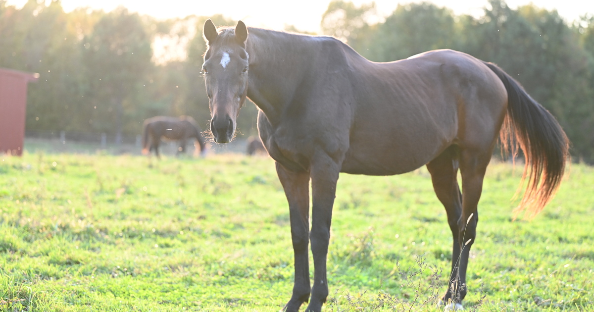 Windsor @ My Right Horse