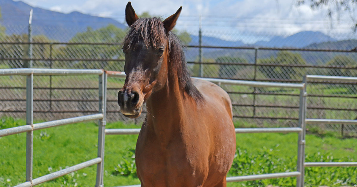 Anaia @ My Right Horse