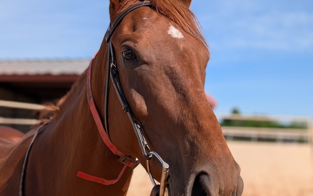 Contact Horse and Hound Rescue Foundation | My Right Horse