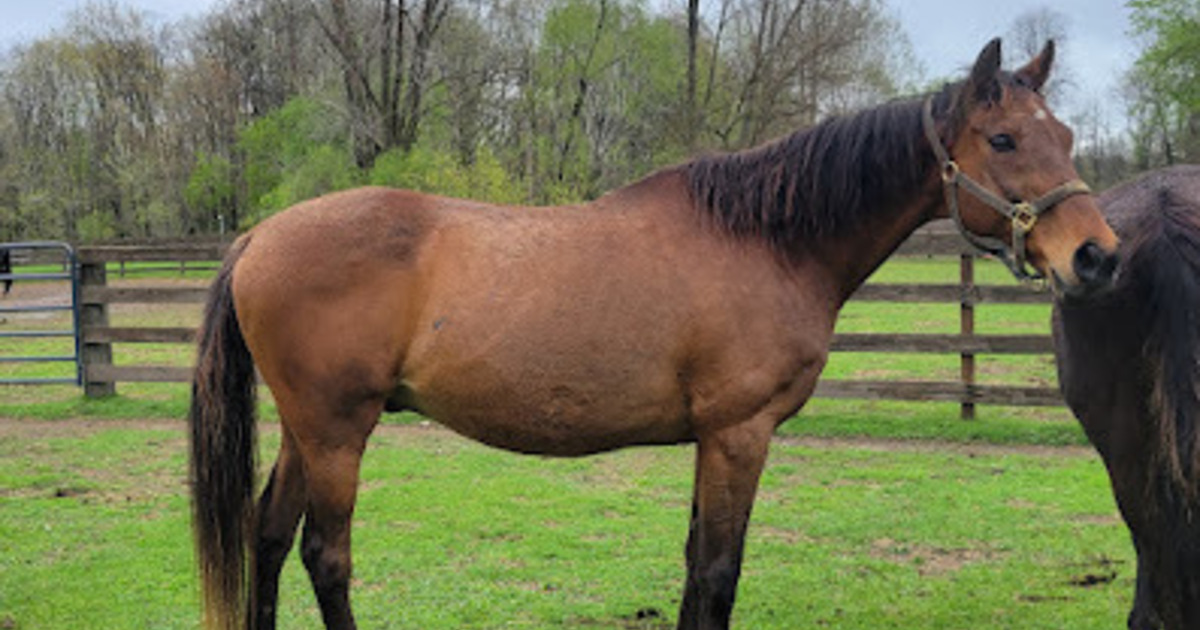 Maverick @ My Right Horse
