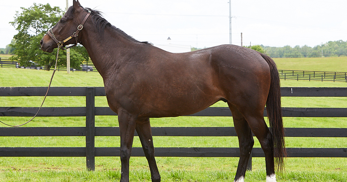 Secret Crush @ My Right Horse