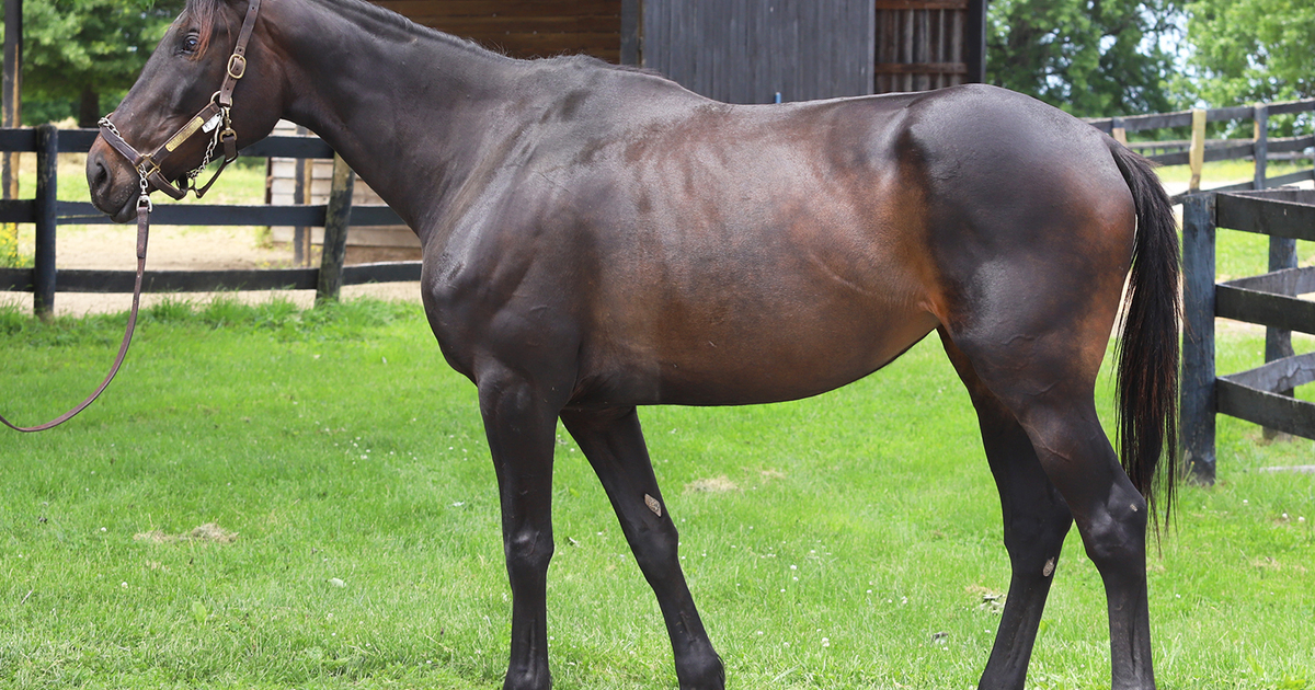 Back Lot @ My Right Horse