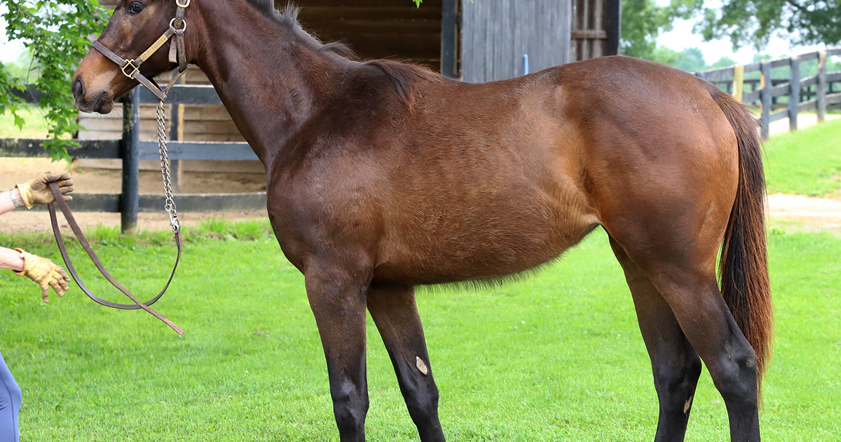 24 Tiz Twice @ My Right Horse