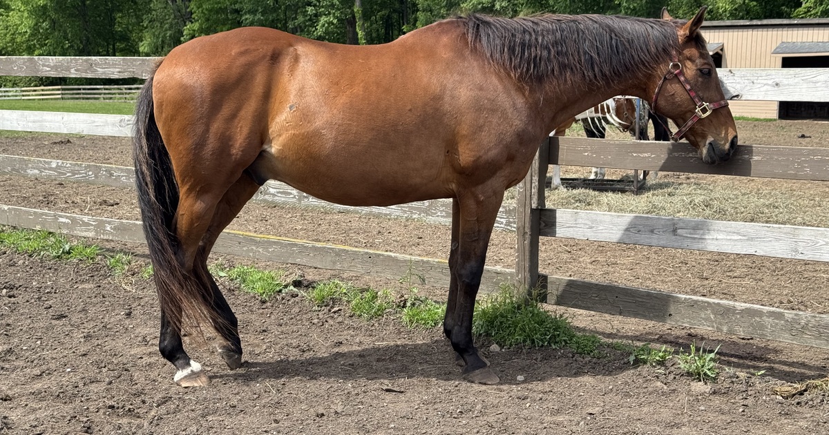 Maverick @ My Right Horse