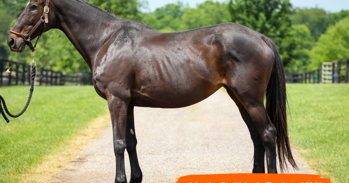 Scat Daddy's Girl "Jazzy" @ My Right Horse