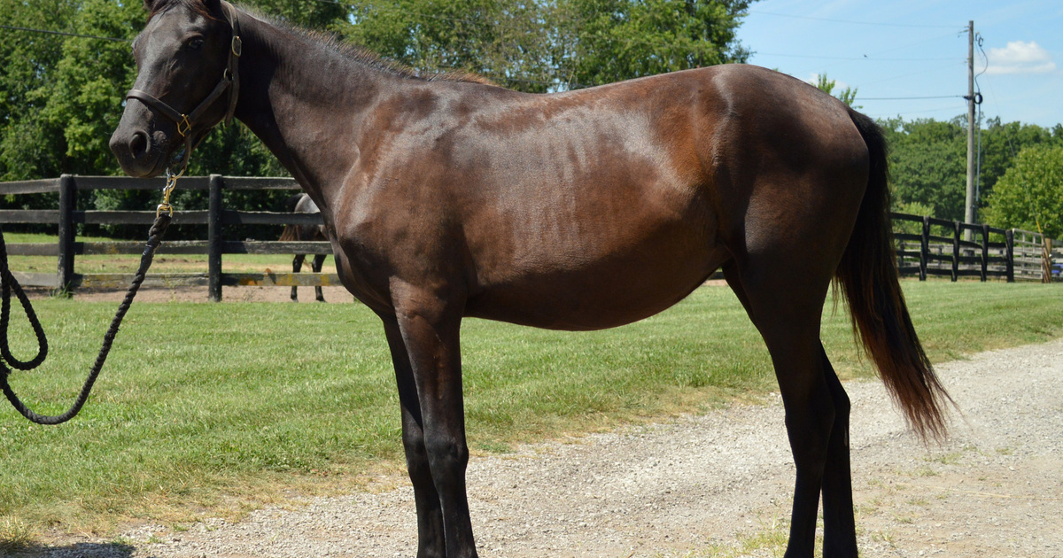 Cyclone @ My Right Horse