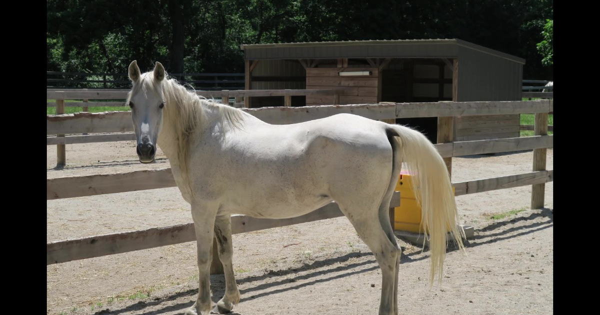 Ruby @ My Right Horse