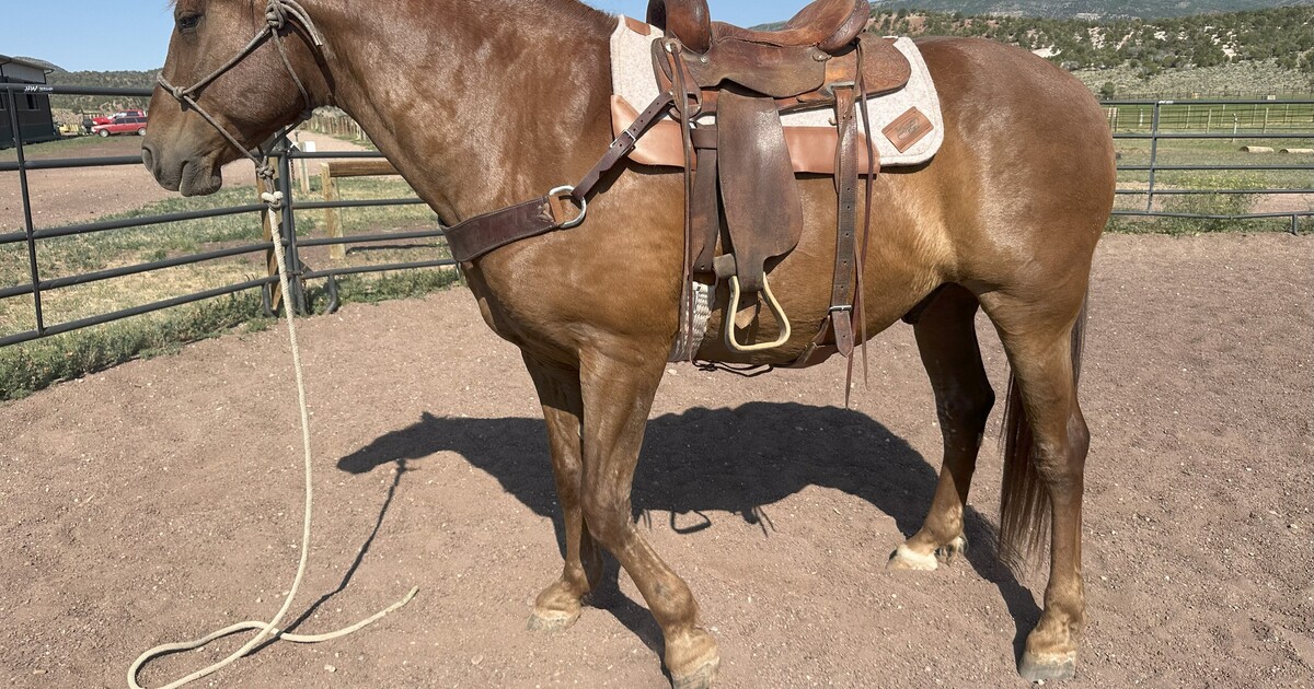 Daci @ My Right Horse