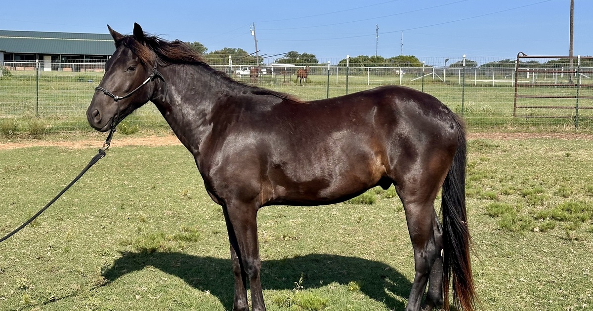 Rio @ My Right Horse