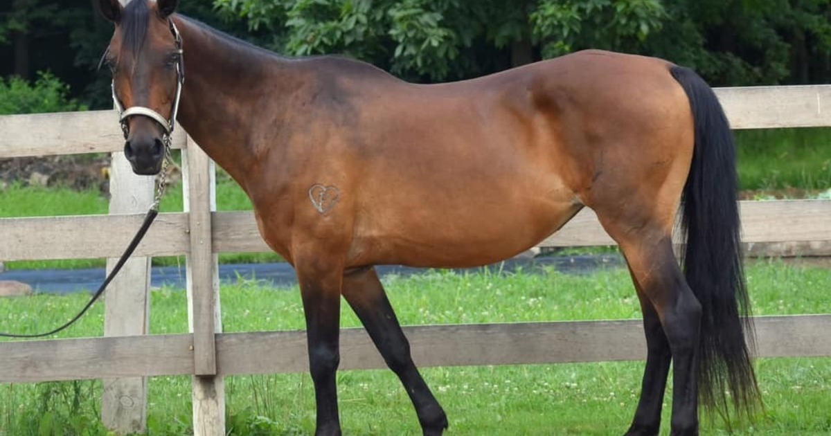 Tandoori @ My Right Horse