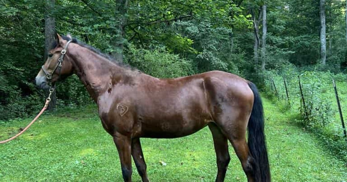 Dawn @ My Right Horse