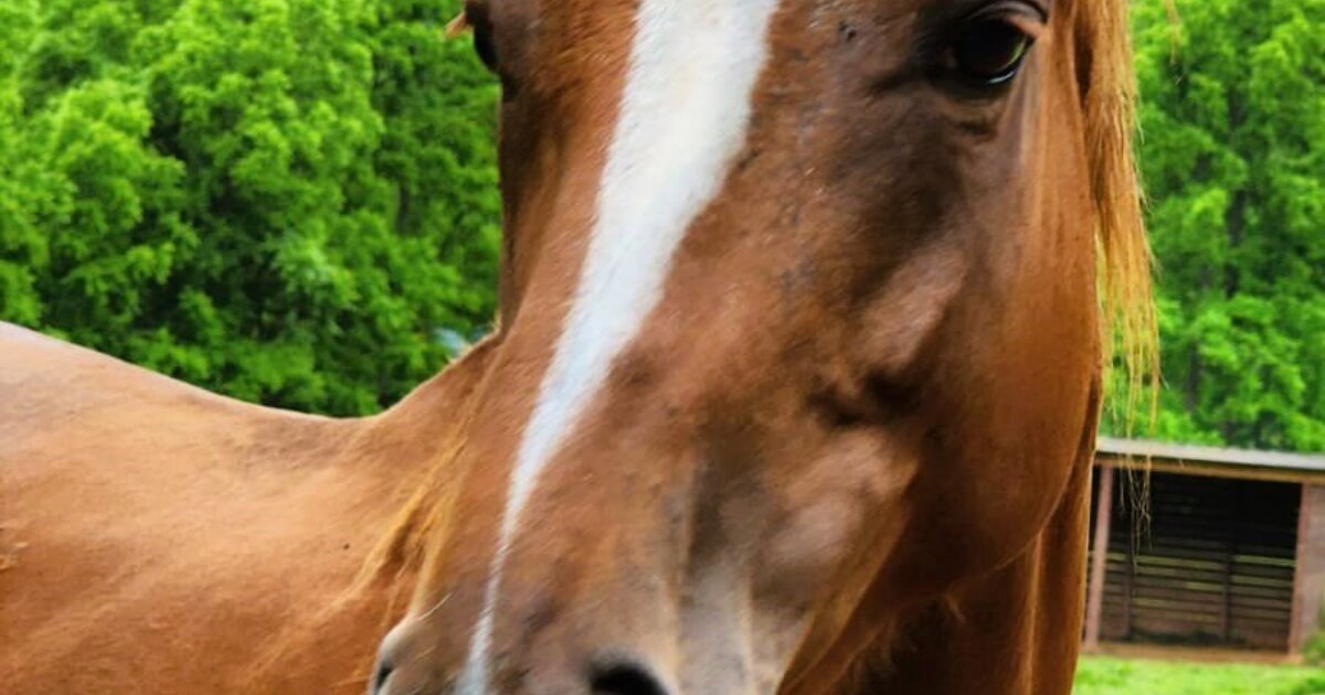 Lucky Shot @ My Right Horse