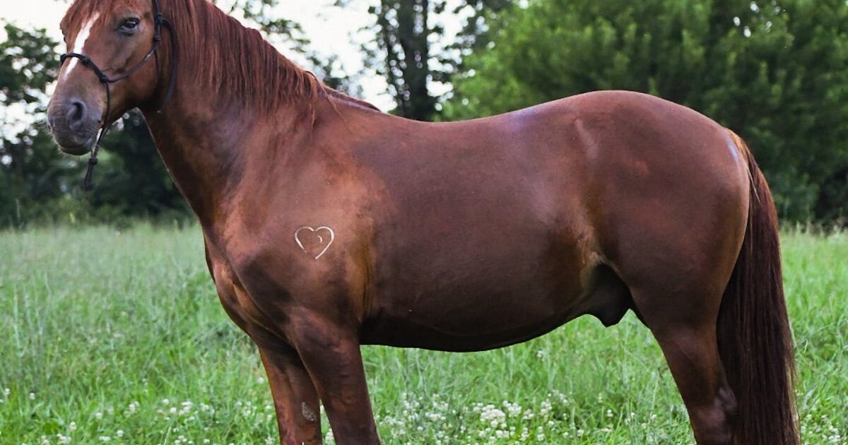 Champ @ My Right Horse