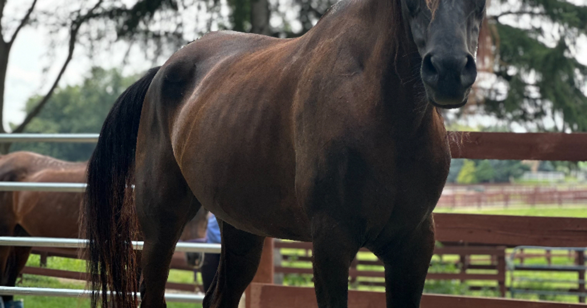 SeeSee @ My Right Horse