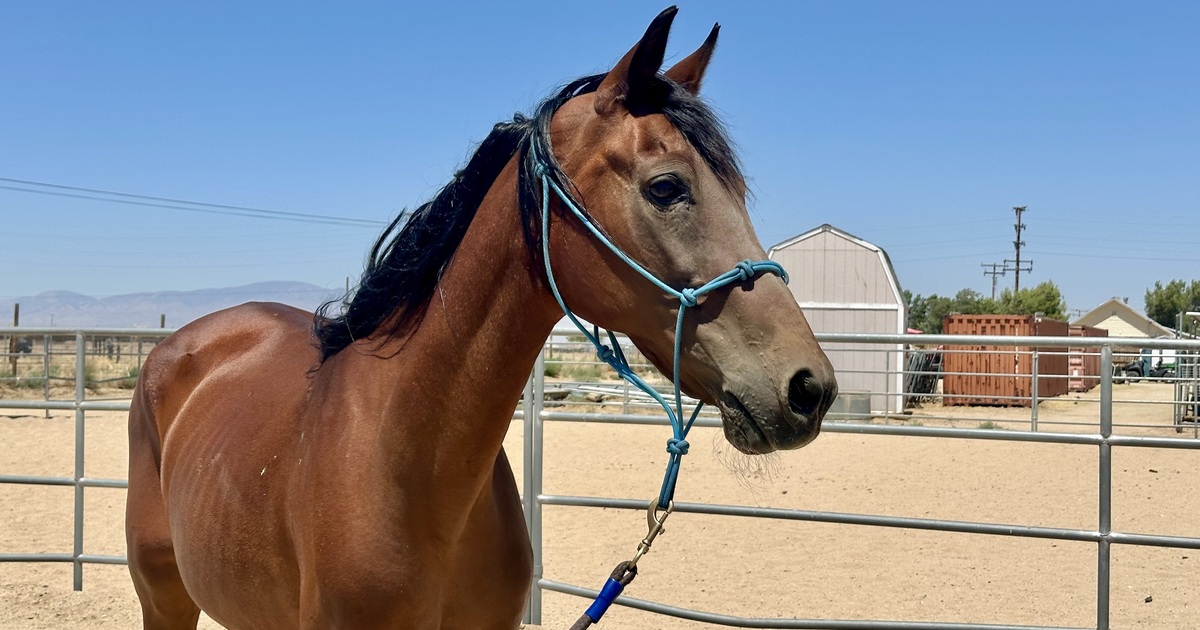 Jamie Lynn @ My Right Horse