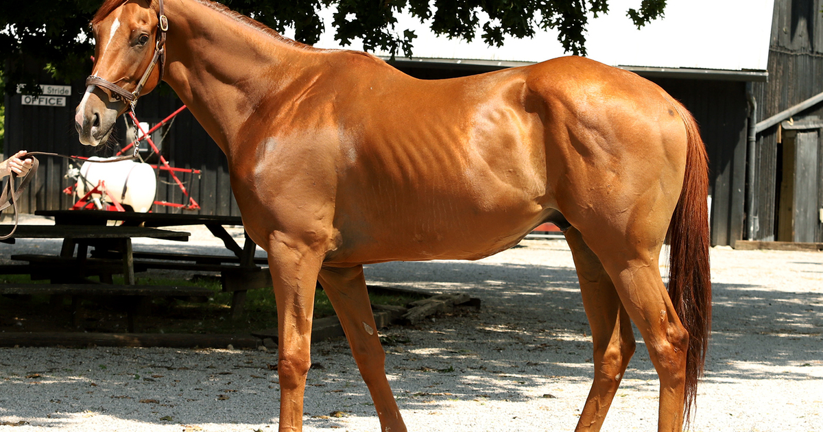 J's Beach Bum @ My Right Horse