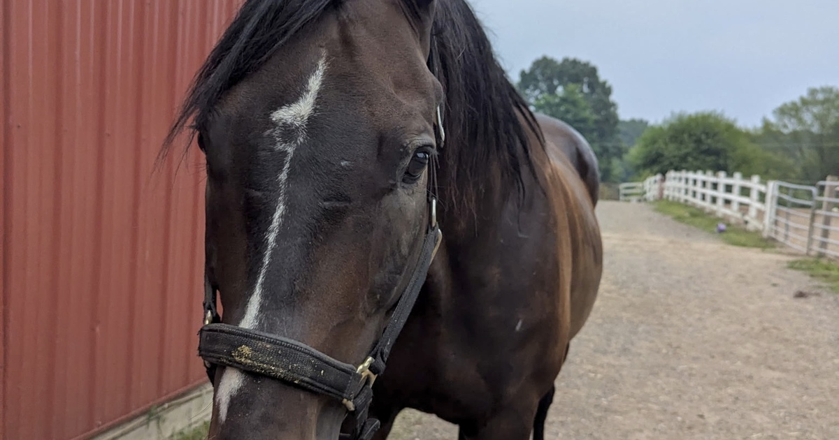 Champ @ My Right Horse