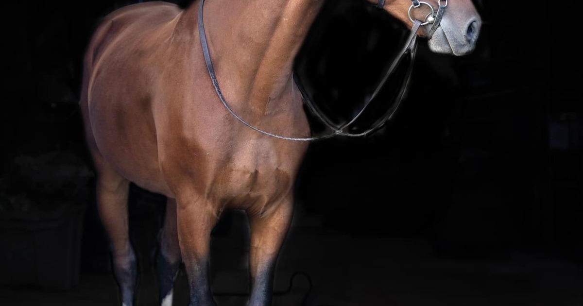 Apollo @ My Right Horse