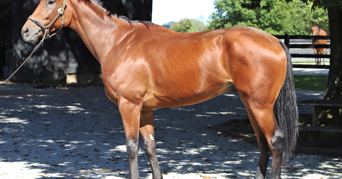 Mischief Mac @ My Right Horse