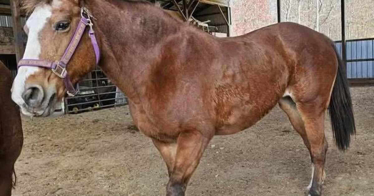 Seneca @ My Right Horse