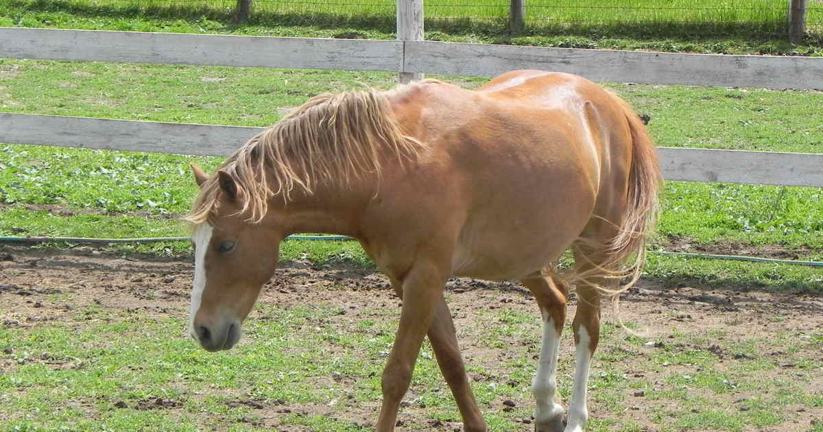 Mistletoe @ My Right Horse