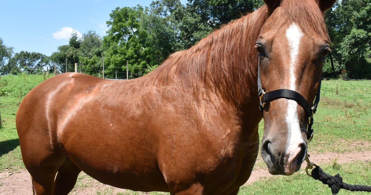 Ears on Backwards @ My Right Horse