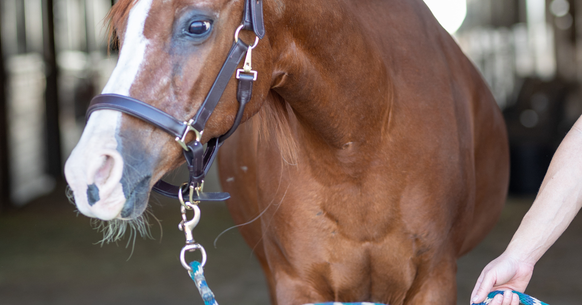 Lena @ My Right Horse