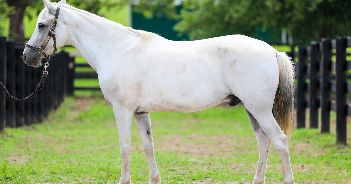 Grey Goose @ My Right Horse