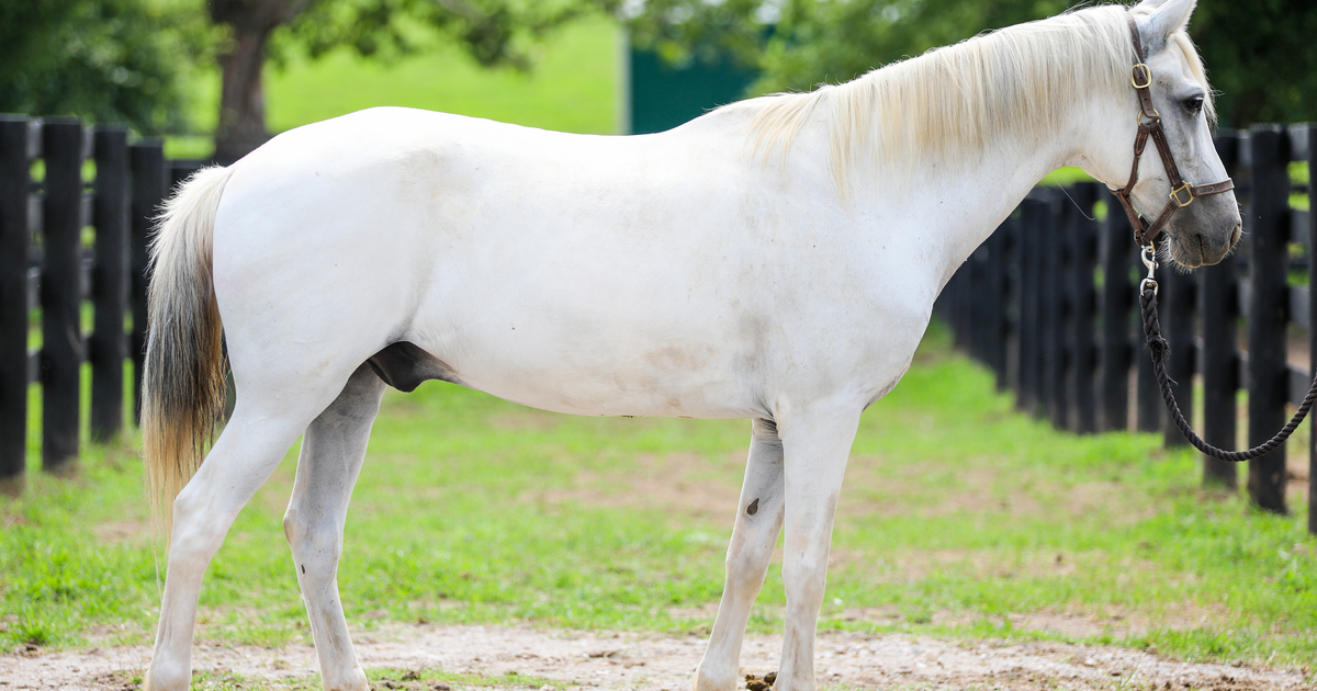 Grey Goose @ My Right Horse