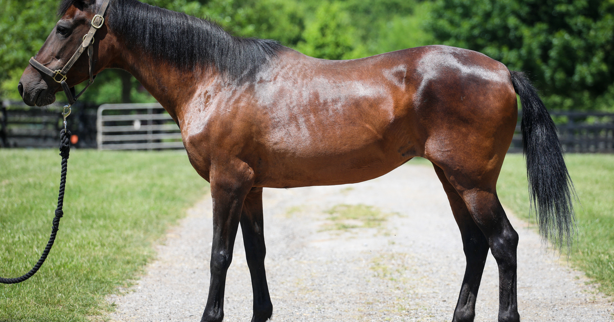 Millie @ My Right Horse